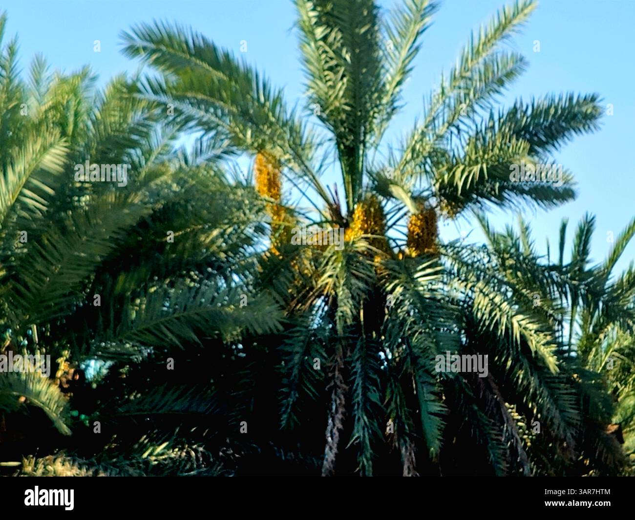 Madinah date palm trees near Quba mosque, Phoenix dactylifera a ...