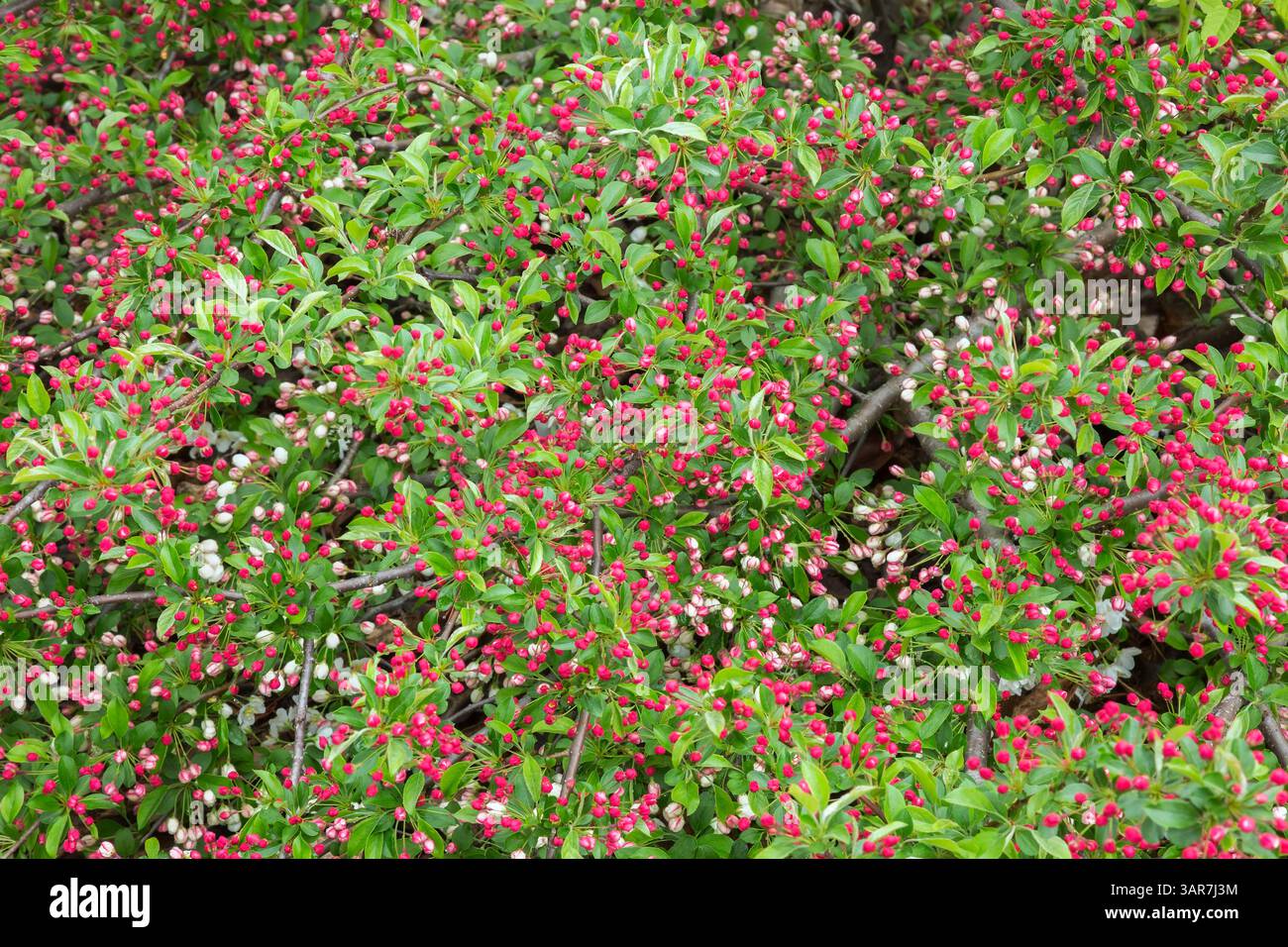 Red Malus sargentii 'Tina' - Crabapple dwarf spreading shrub with buds ...