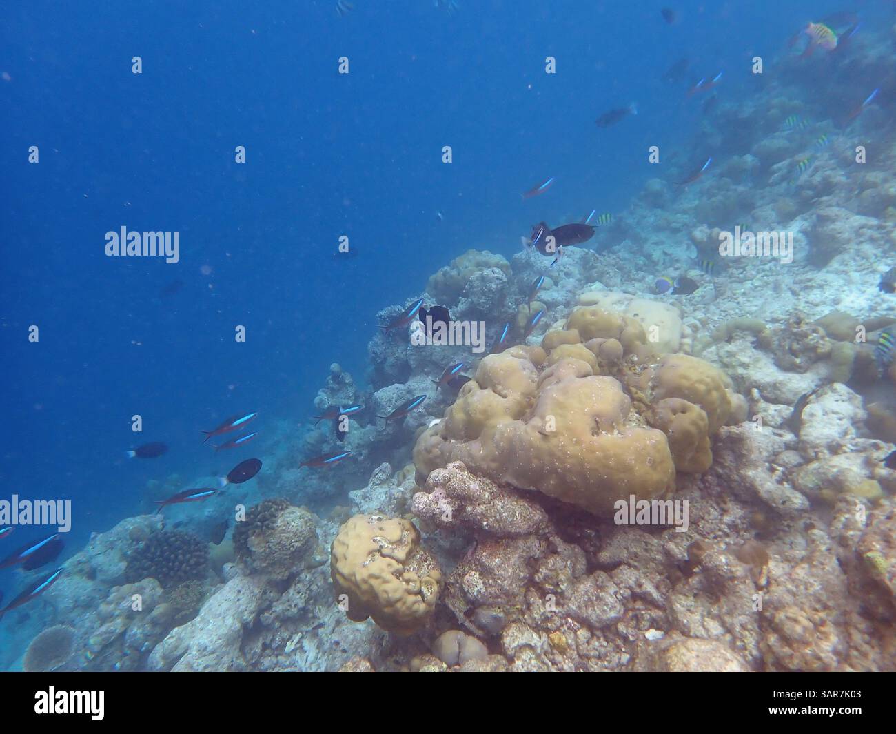 coral reef on the maldives islands Stock Photo - Alamy