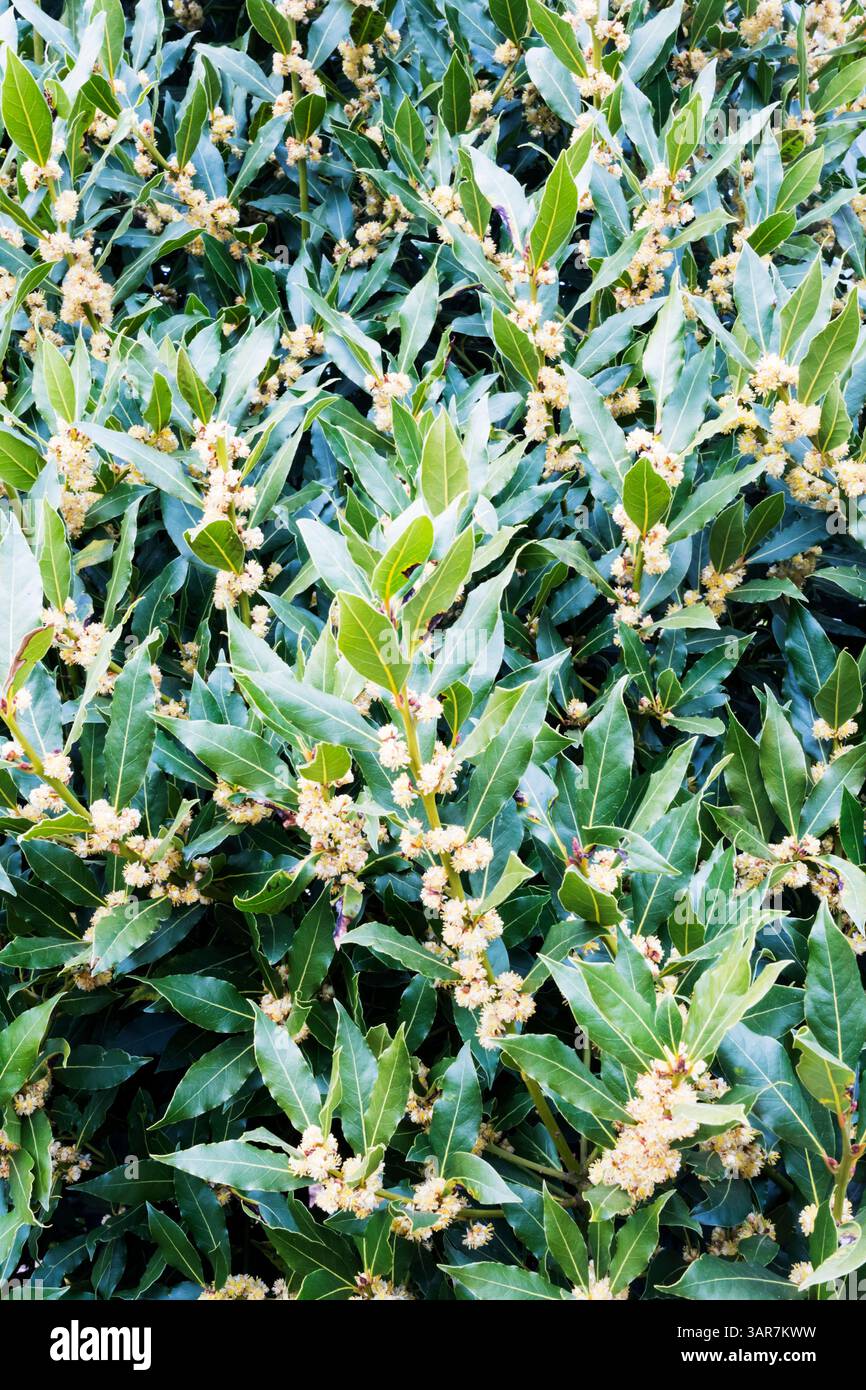 Bay tree, Laurus nobilis, in flower Stock Photo - Alamy