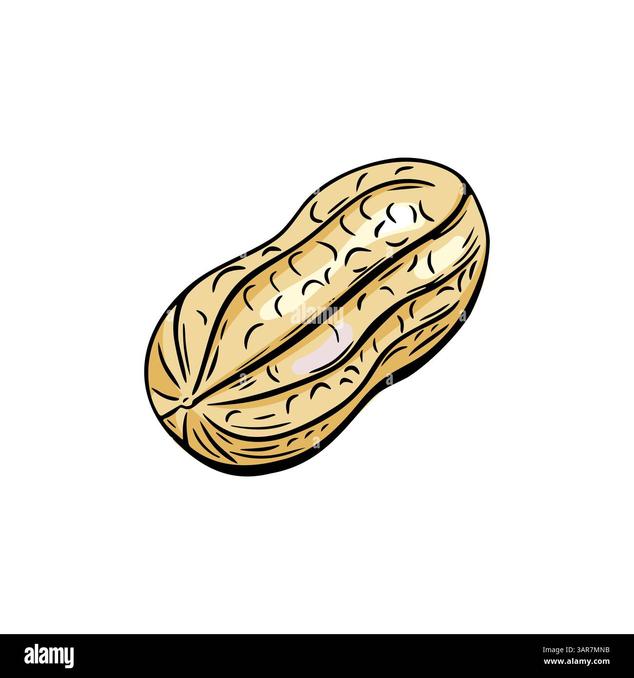 Vector drawing of whole peanut in shell in detailed style. Great for ...