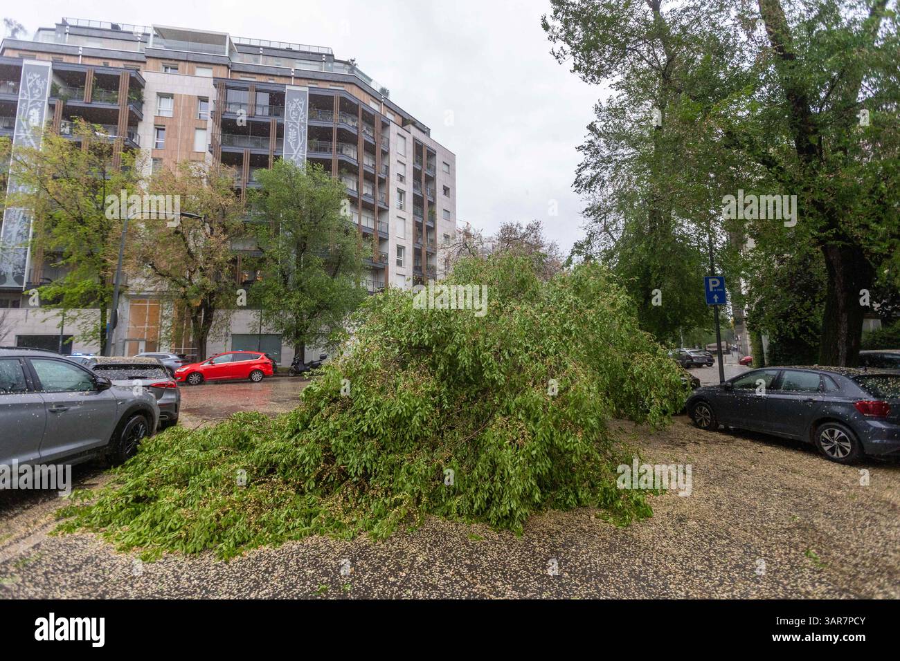 Milano, Italia. 17th Apr, 2025. Grosso ramo caduto in Piazza Occhialini ...