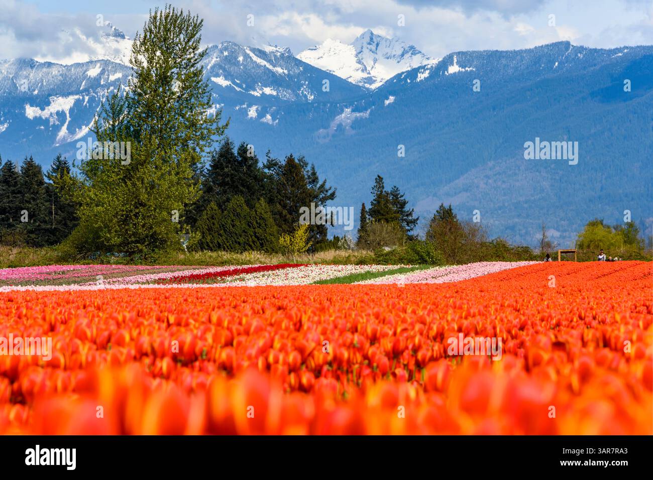 Vibrant tulip fields display shades of orange and pink set against ...