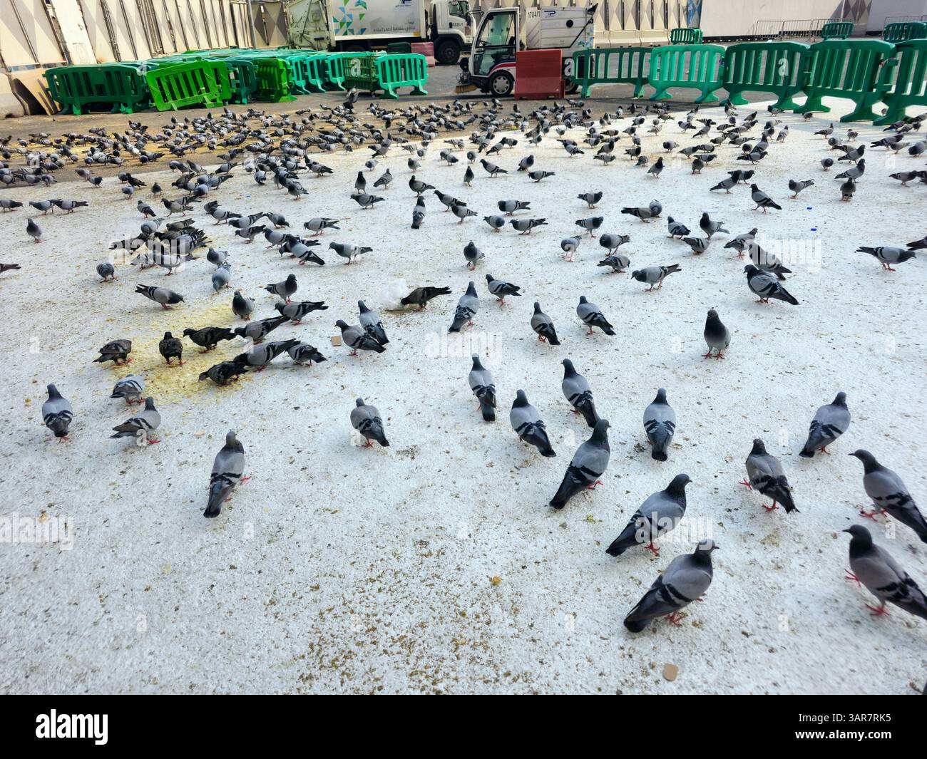 Mecca, Saudi Arabia, June 8 2024: Makkah Pigeons, distinguished by the ...