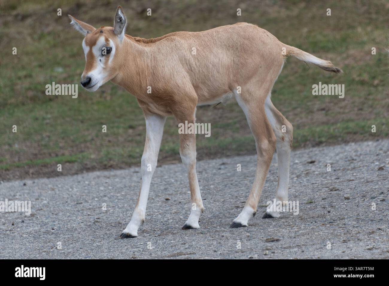 A young addax gazelle strolls along a gravel path in its natural ...