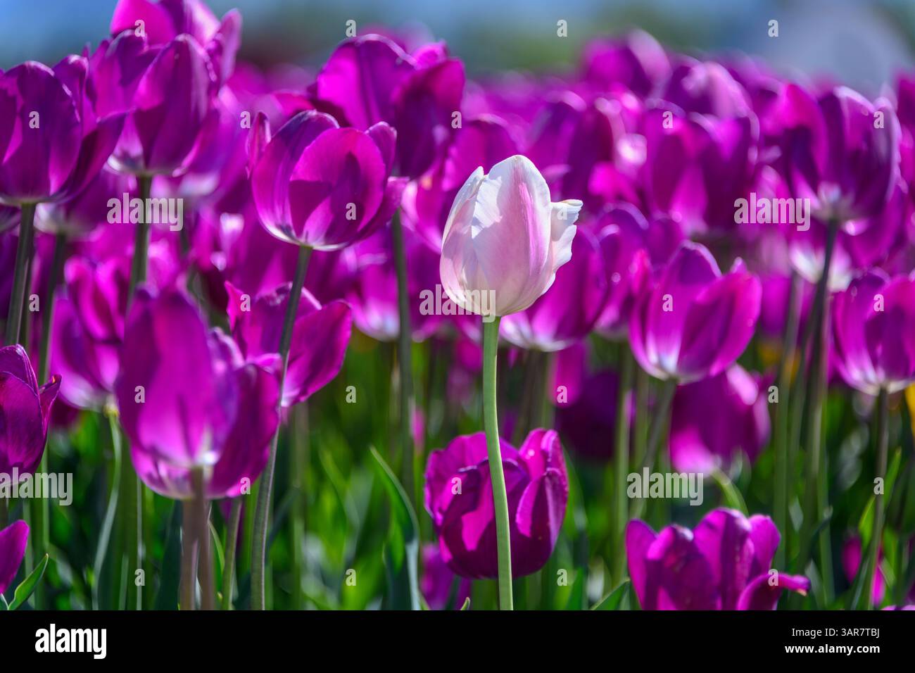 A lush garden showcases vibrant purple tulips, with one striking white ...