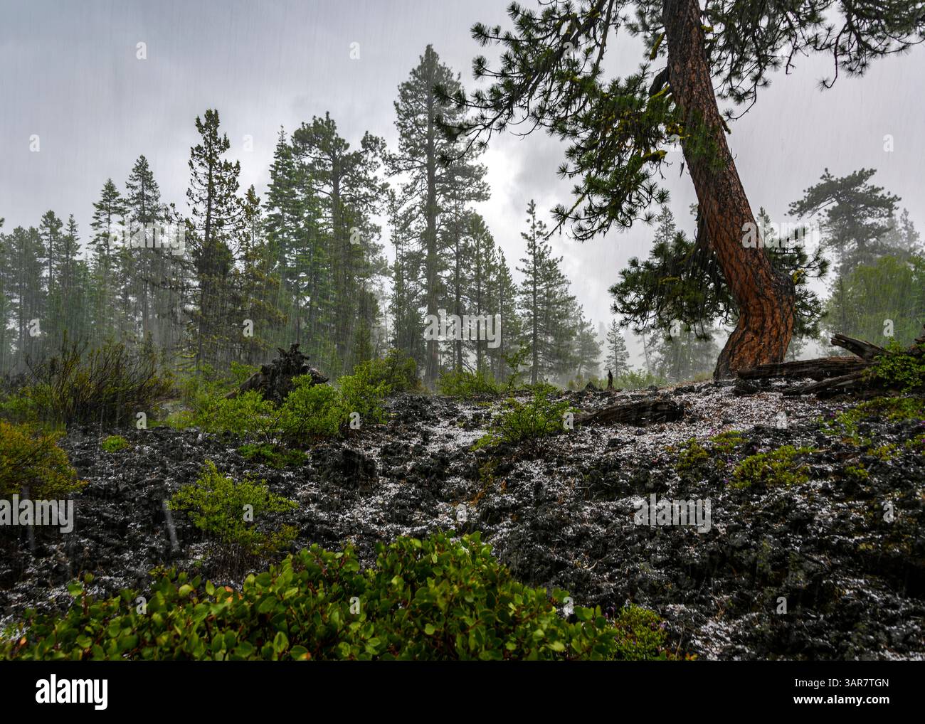 Dark clouds loom over a forest area as rain spills onto rocky ground ...