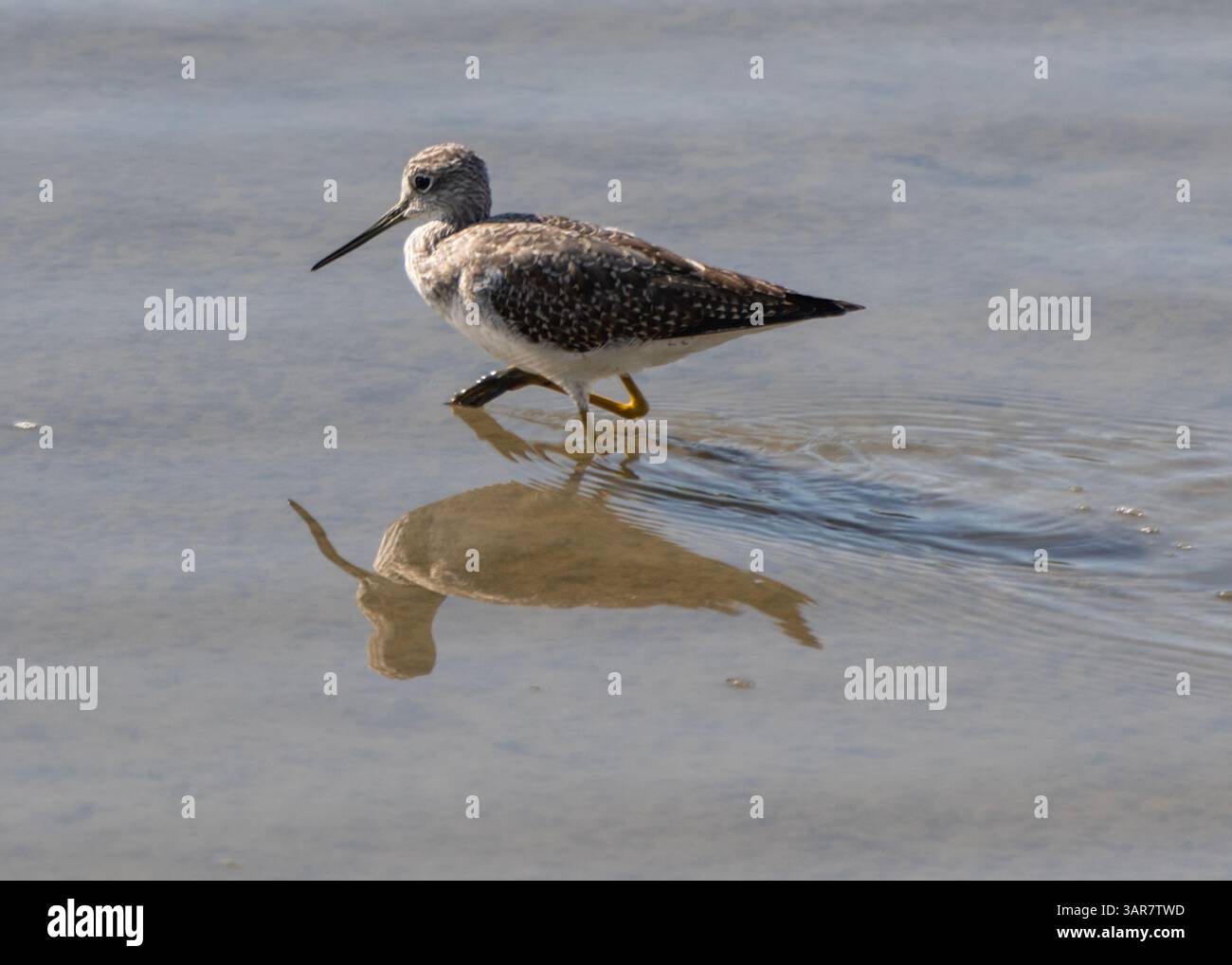 A wading bird with gray speckles is walking across calm shallow water ...