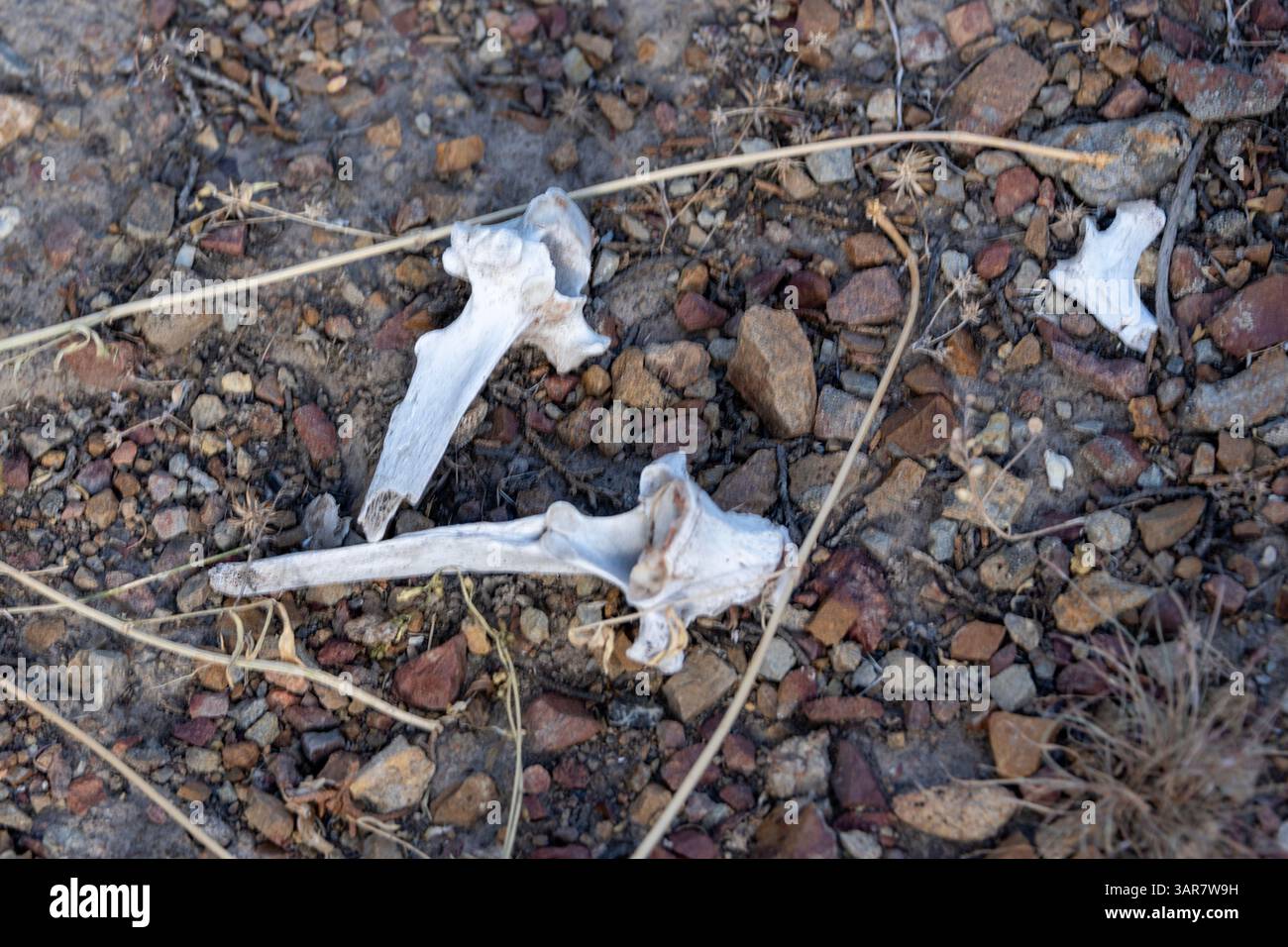 Bones are visible on the ground among pebbles and dry grass in a sunlit ...