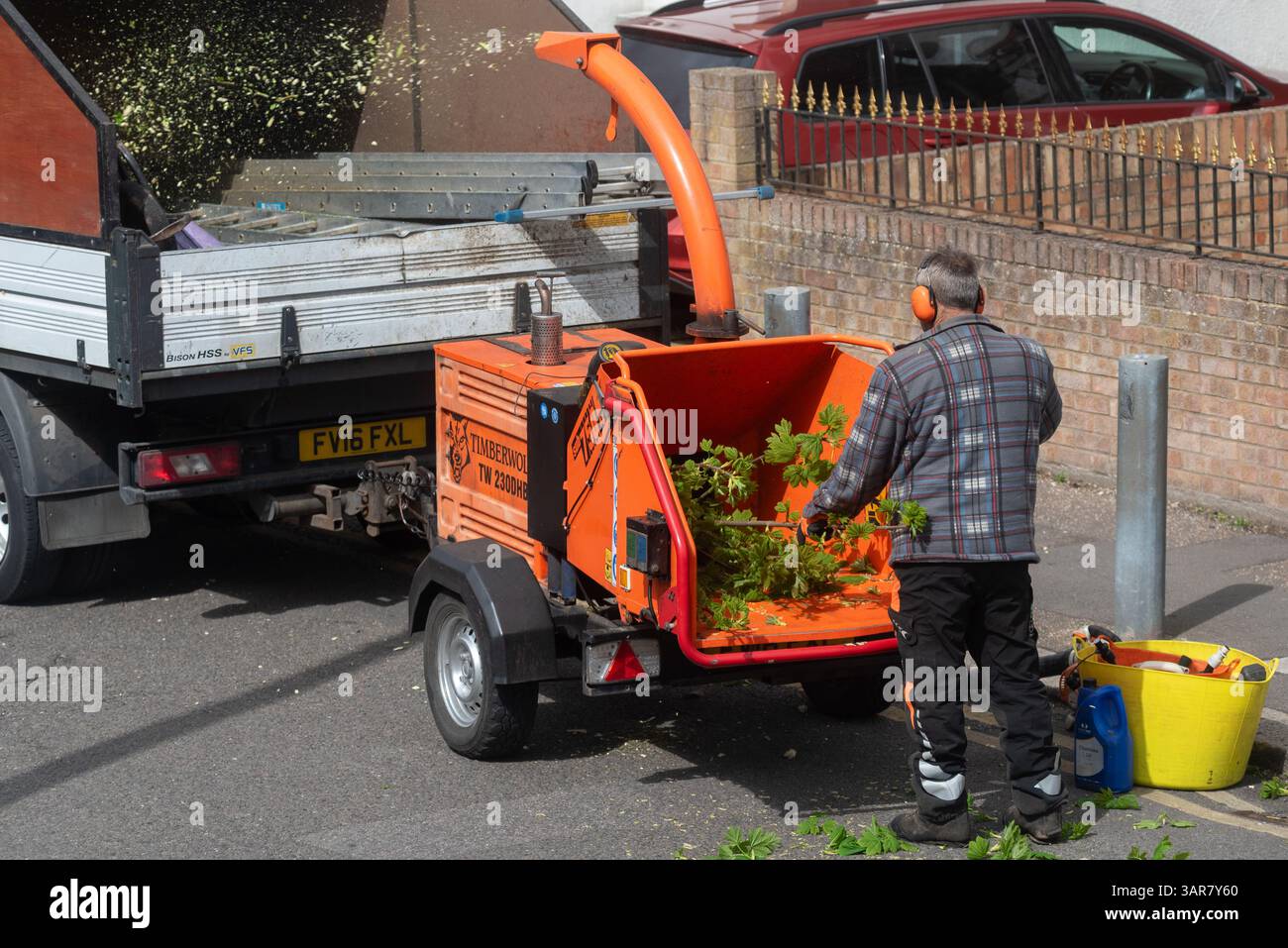 Tree surgeon feeding branches into a hydraulic woodchipper in a ...