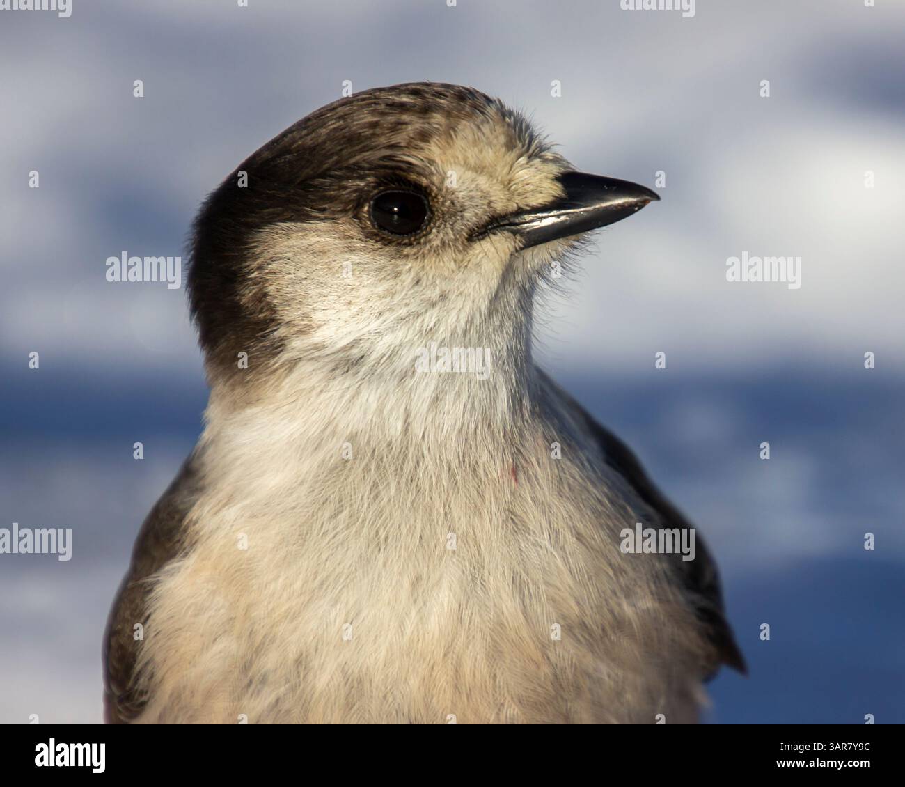 Bird identification features hi-res stock photography and images - Alamy
