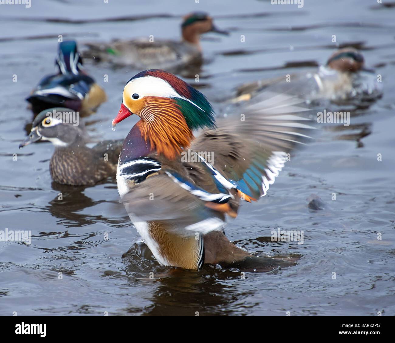 Colorful male mandarin ducks are seen swimming gracefully in a serene ...