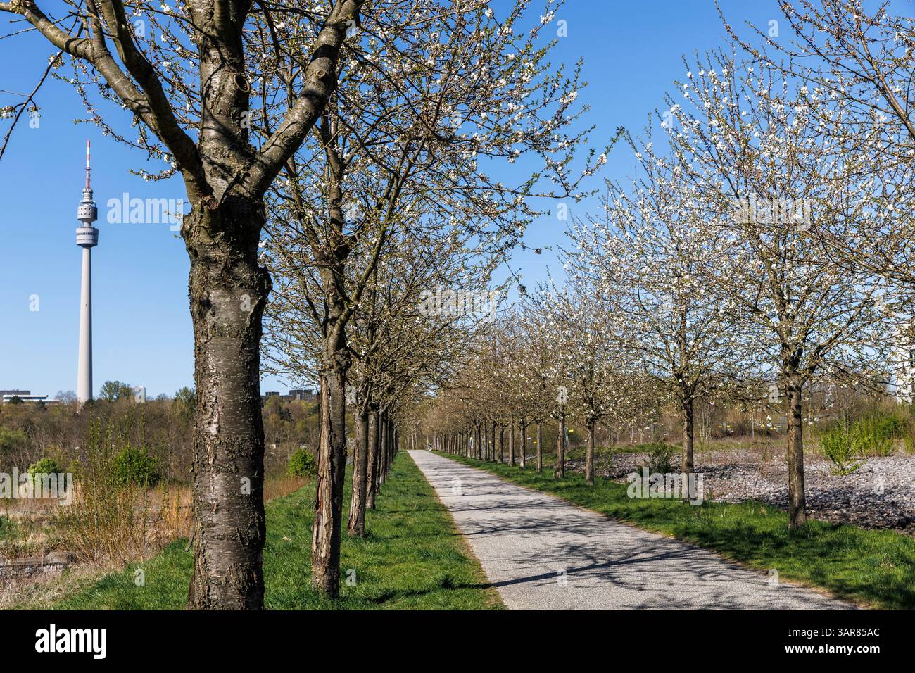 an alley with young, blossoming cherry trees in the Phoenix Technology ...