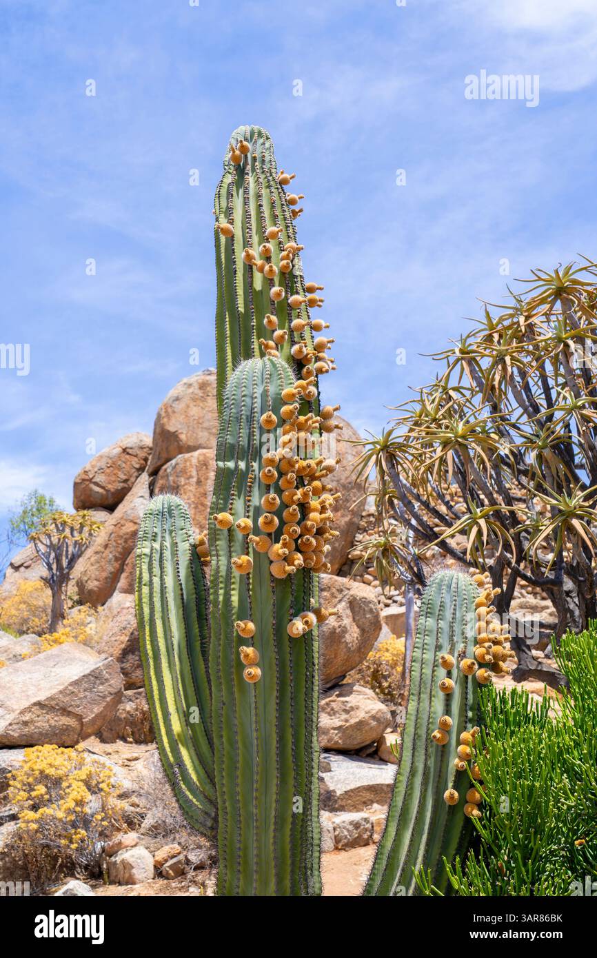 Mexican Giant Cactus and Quiver Tree Vegetation in Springbok , South ...