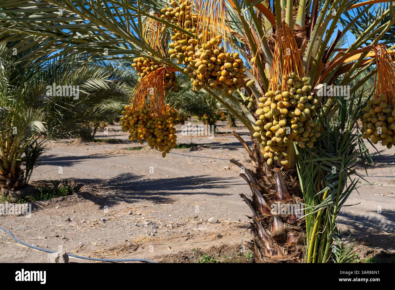 Date Plantation alongside Norotshama by Orange River in Southern ...