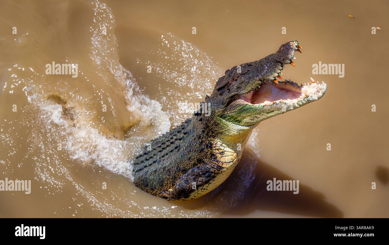 Saltwater crocodile (Crocodylus porosus) jumping out of the water ...