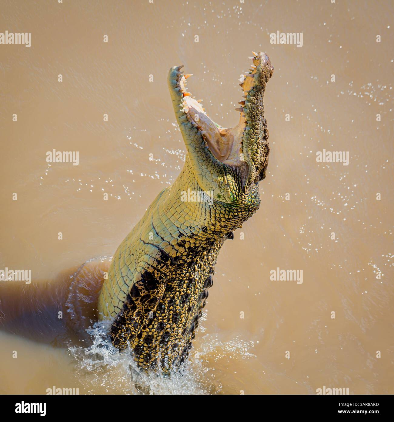 Saltwater crocodile (Crocodylus porosus) jumping out of the water ...