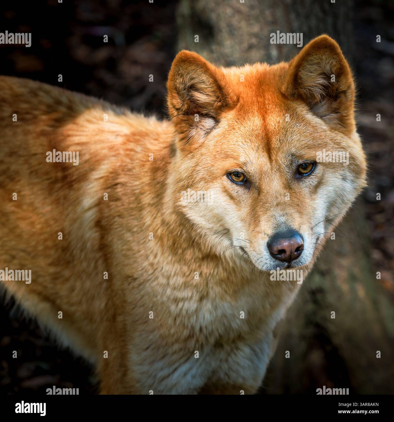 Australian dingo, Australia Stock Photo - Alamy