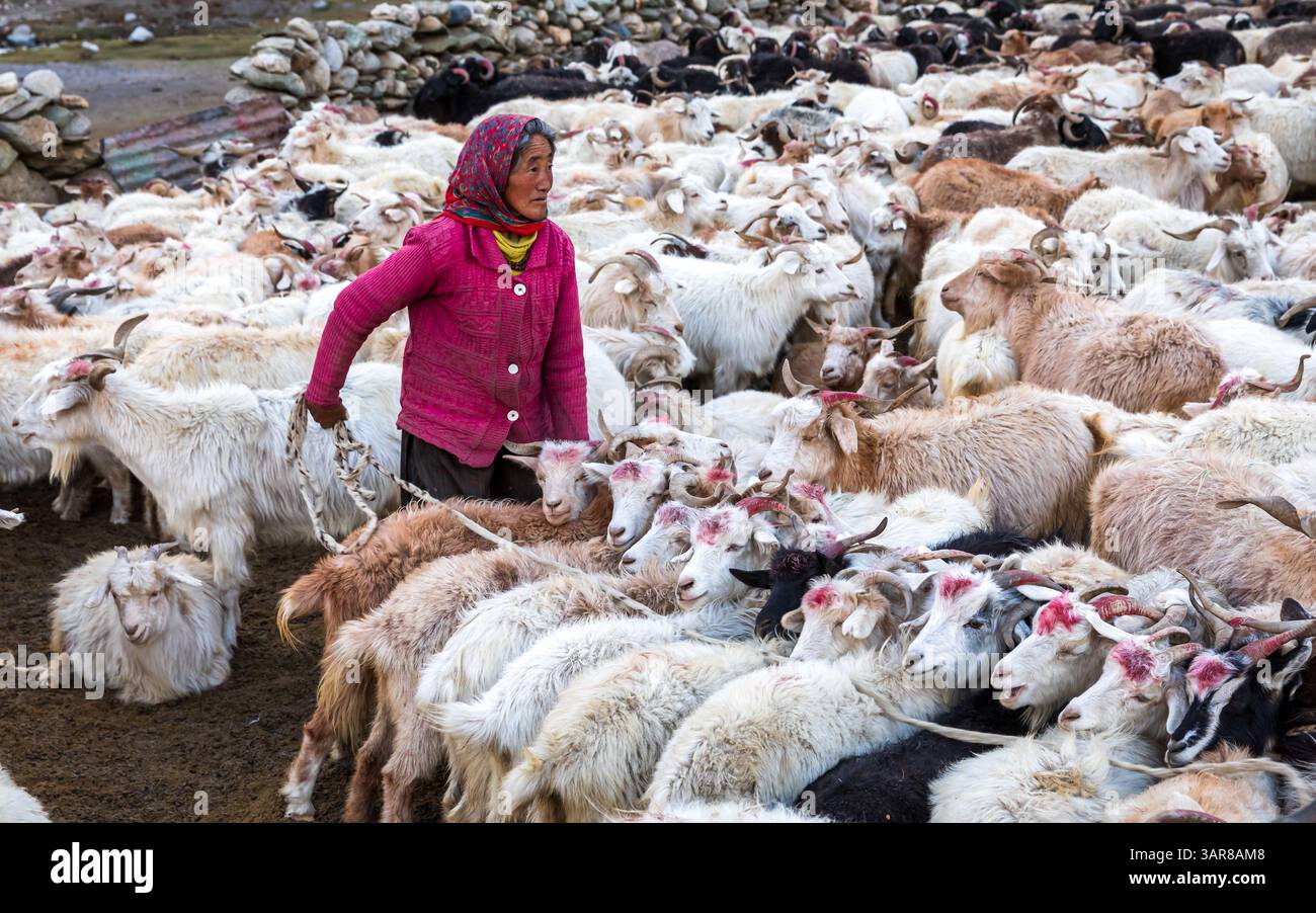 Ladakh food chang hi-res stock photography and images - Alamy