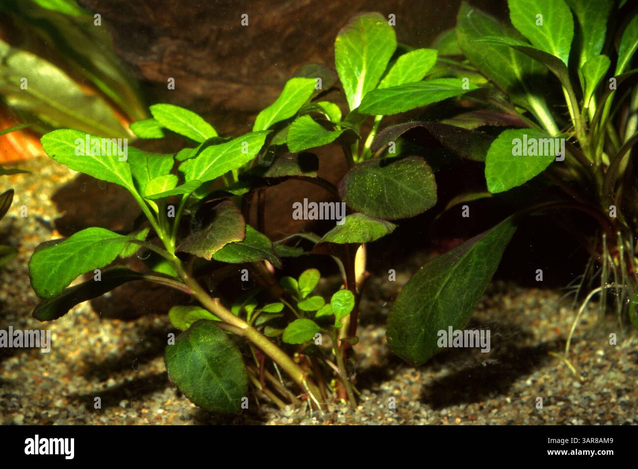 Cardinal flower, Indian pink, Lobelia cardinalis, Campanulaceae Stock ...