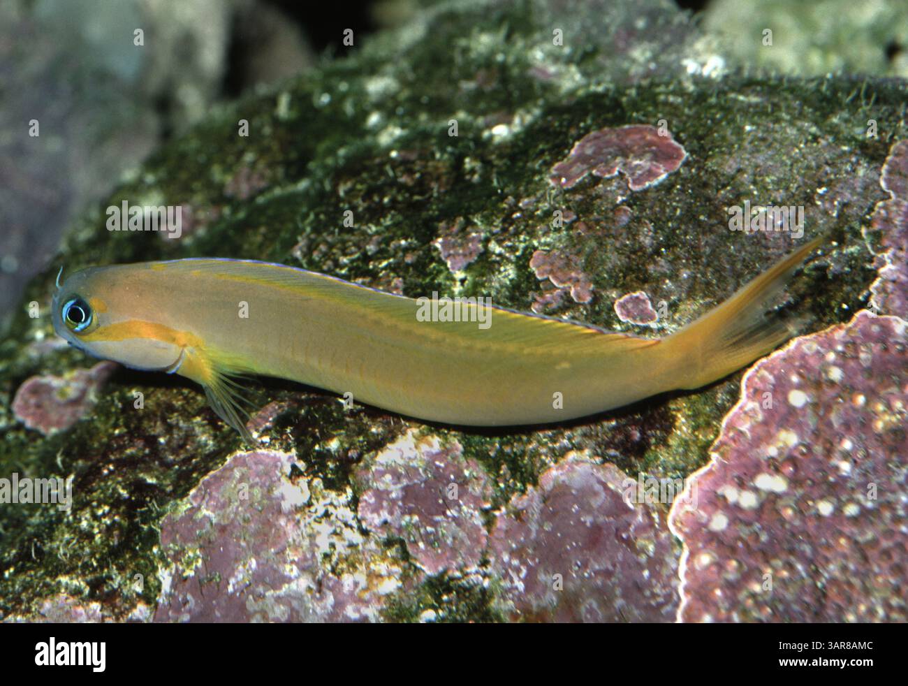 Persian blenny hi-res stock photography and images - Alamy