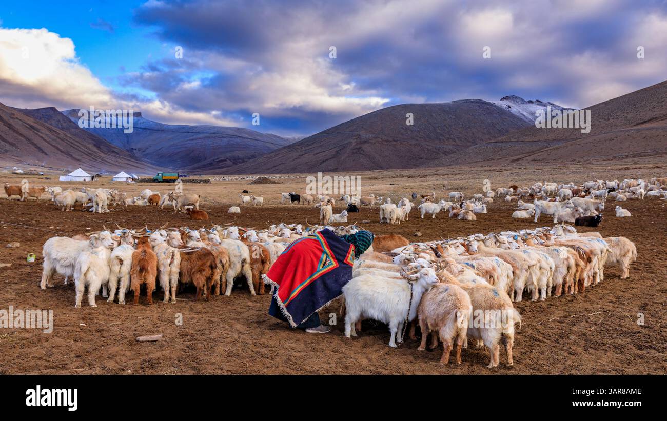 Nomadic farming india hi-res stock photography and images - Alamy