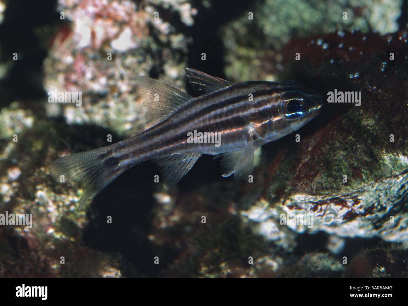 Persian cardinalfish hi-res stock photography and images - Alamy