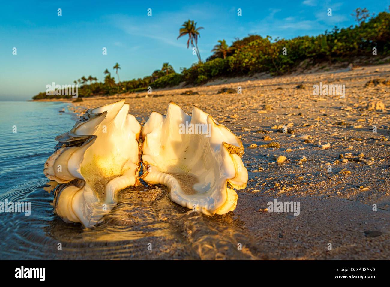 Seashell on a beach, Fiji Stock Photo - Alamy