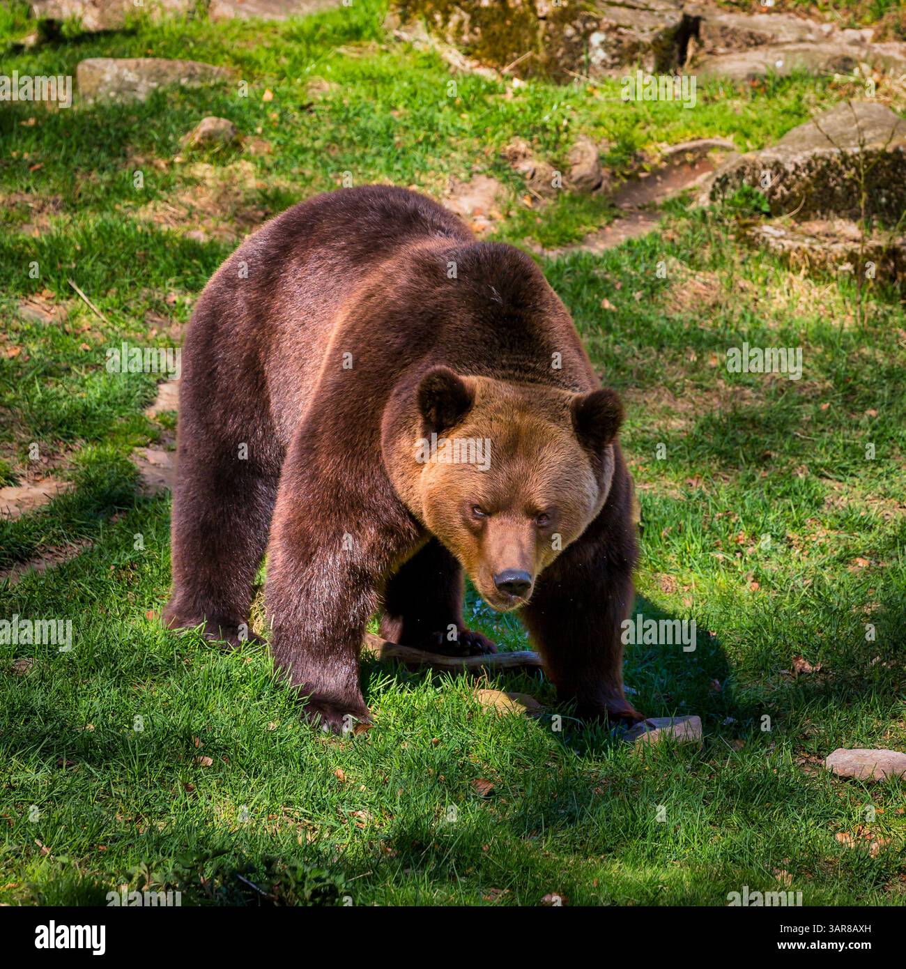 Brown bear sweden hi-res stock photography and images - Alamy