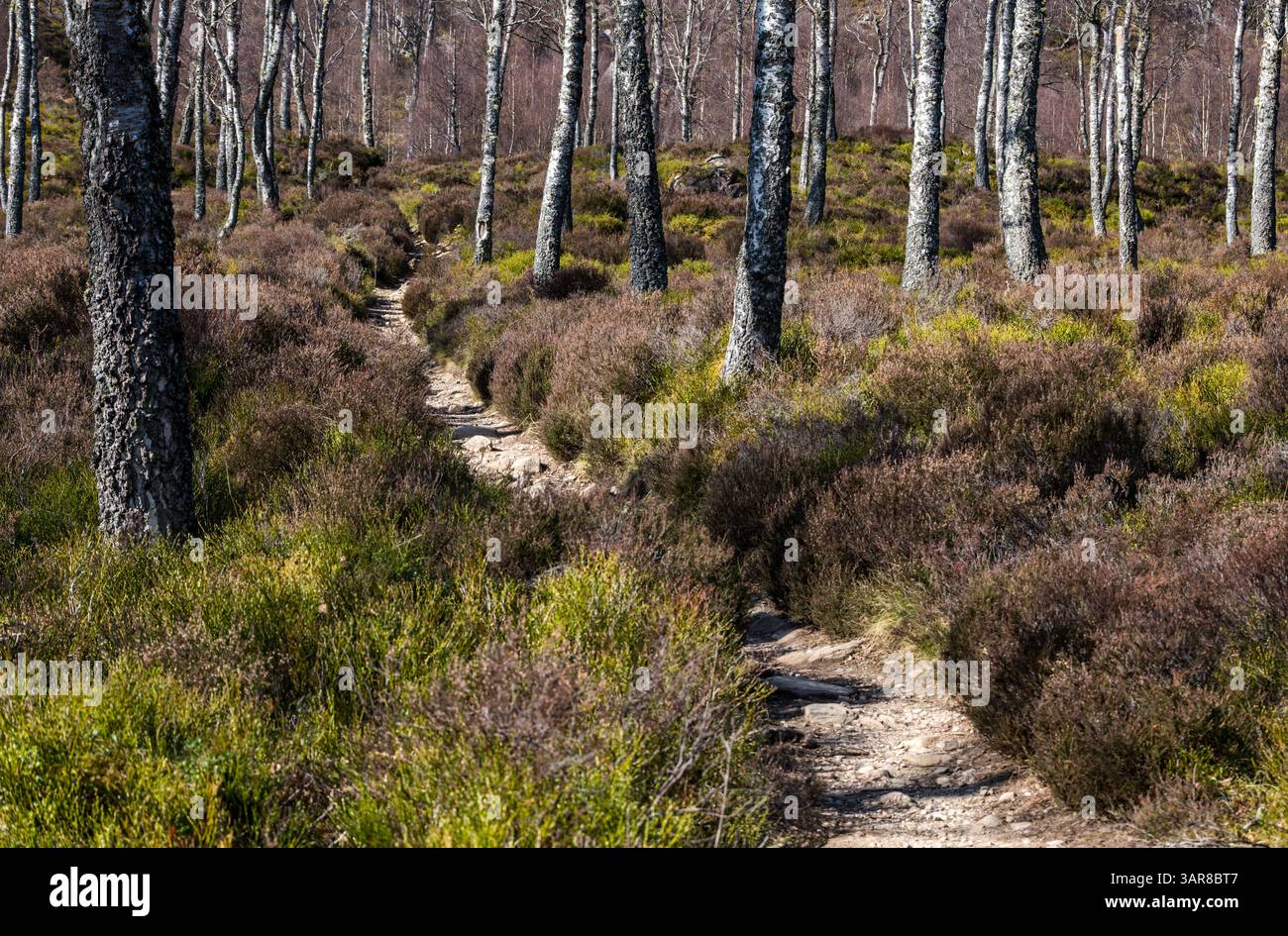 Walking trail through silver birch trees and heather, Craigellachie ...