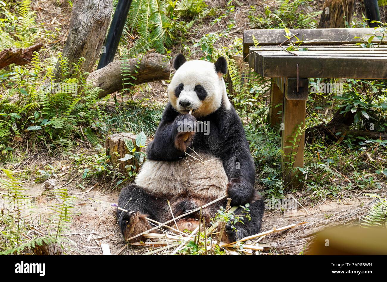 A giant panda eats bamboos at a park in Guangzhou City, south China's ...