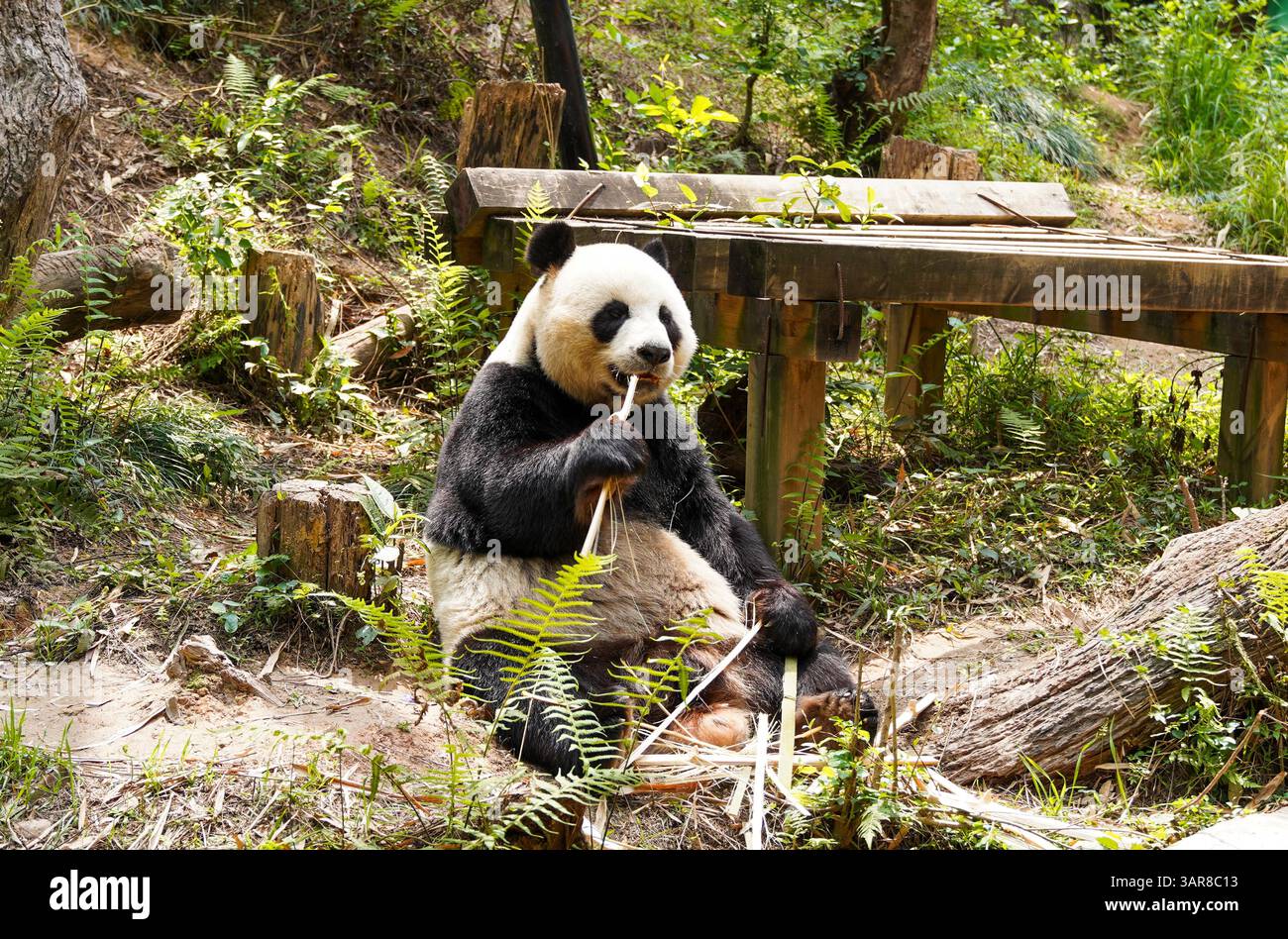 A giant panda eats bamboos at a park in Guangzhou City, south China's ...