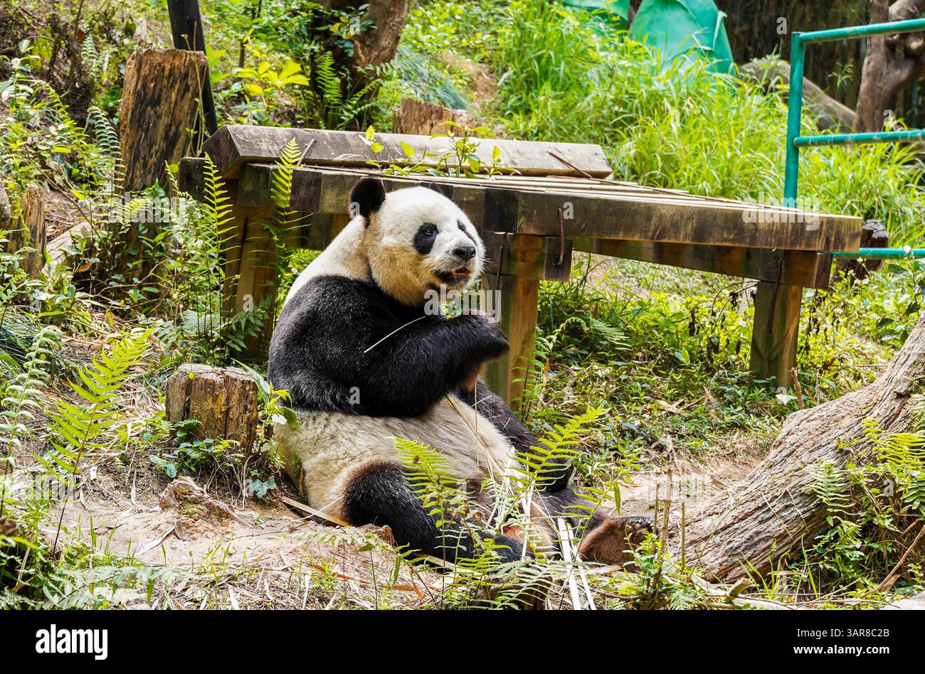 A giant panda eats bamboos at a park in Guangzhou City, south China's ...