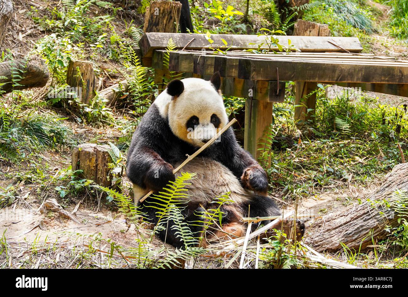 A giant panda eats bamboos at a park in Guangzhou City, south China's ...