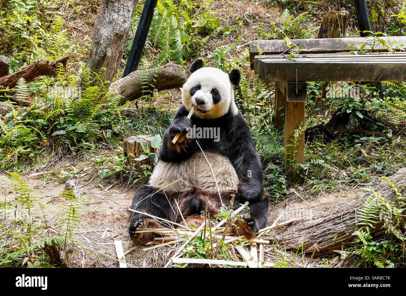 A giant panda eats bamboos at a park in Guangzhou City, south China's ...