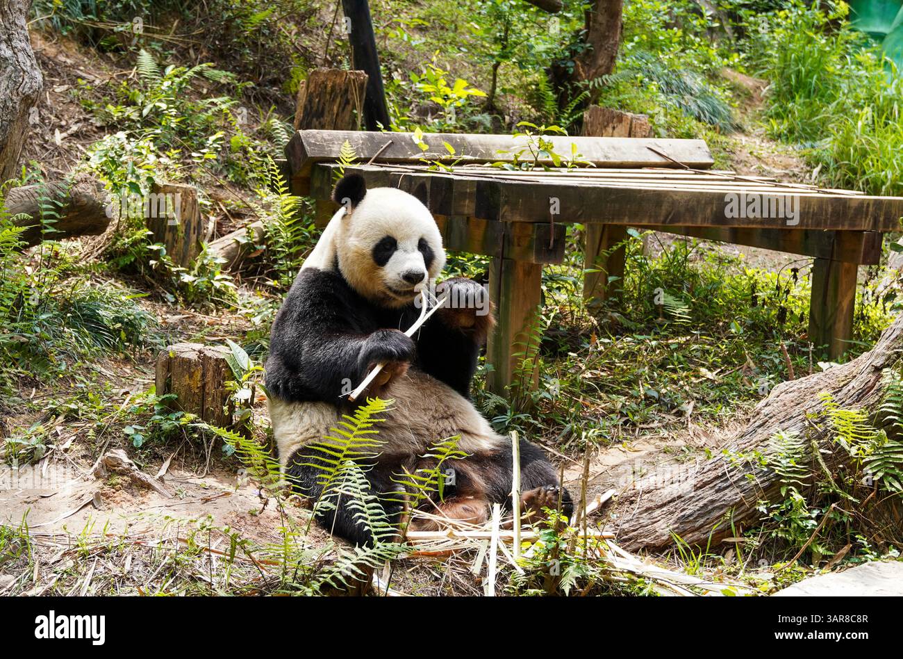 A giant panda eats bamboos at a park in Guangzhou City, south China's ...