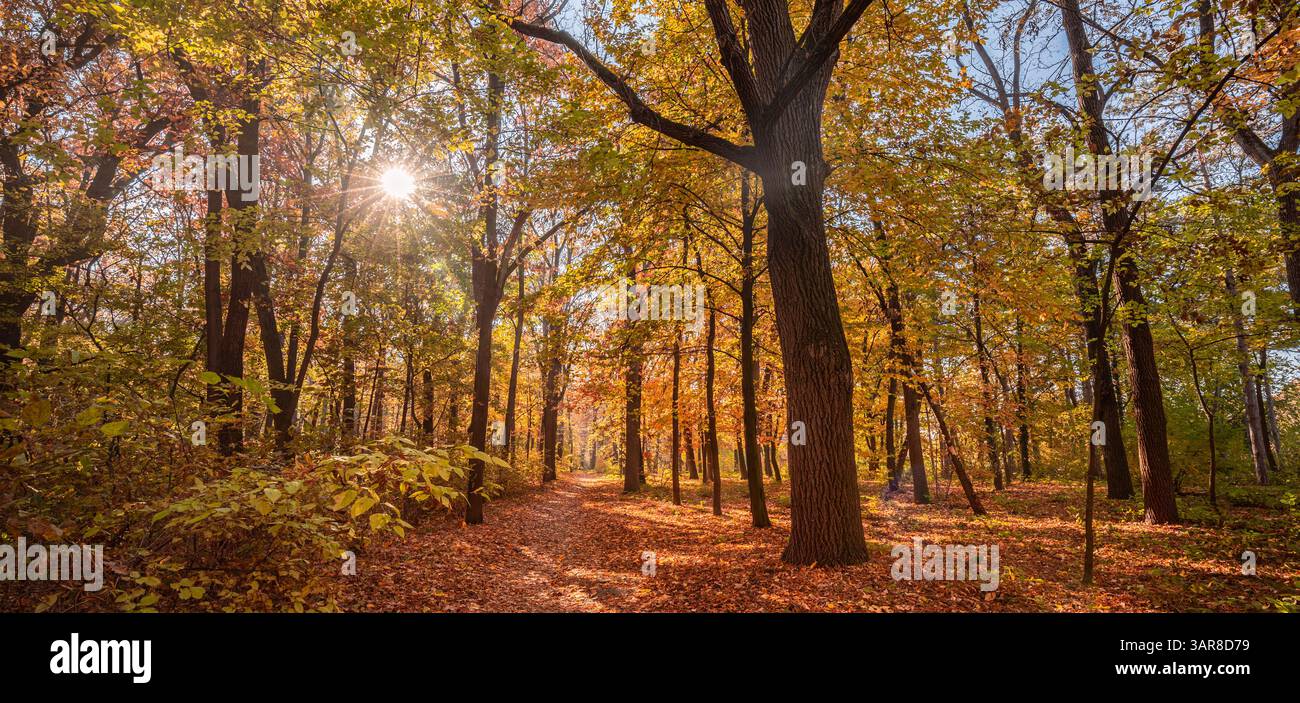 Majestic autumn nature landscape and sunlight golden yellow leaves fall ...