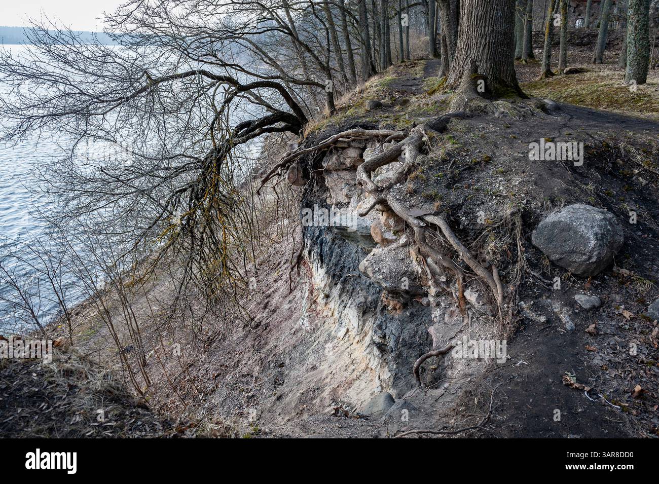 Uncovered root system of a tree in city of Lielvarde, Latvia. Large and ...