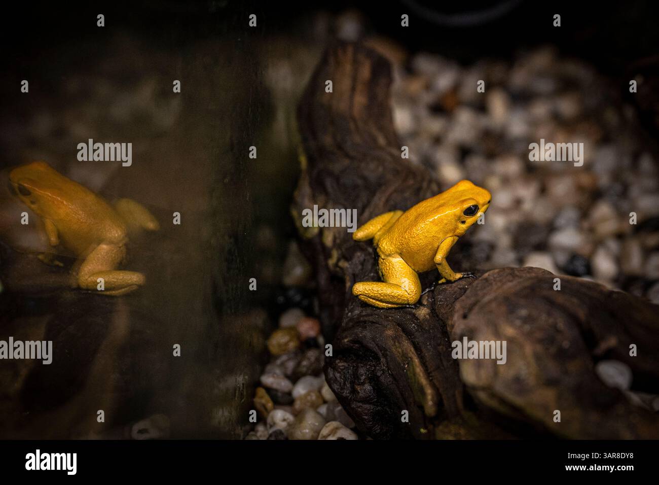 Liberec, Czech Republic. 17th Apr, 2025. Exposition dedicated to ...