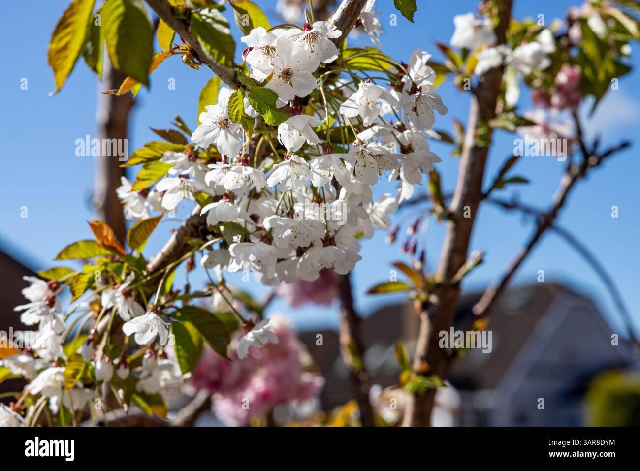 Belfast, UK. 17th Apr, 2025. 17/04/2025 Belfast Rosgoill Park White ...