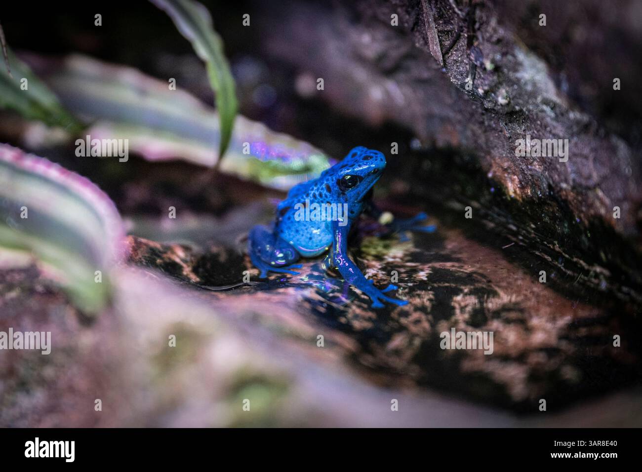 Liberec, Czech Republic. 17th Apr, 2025. Exposition dedicated to ...