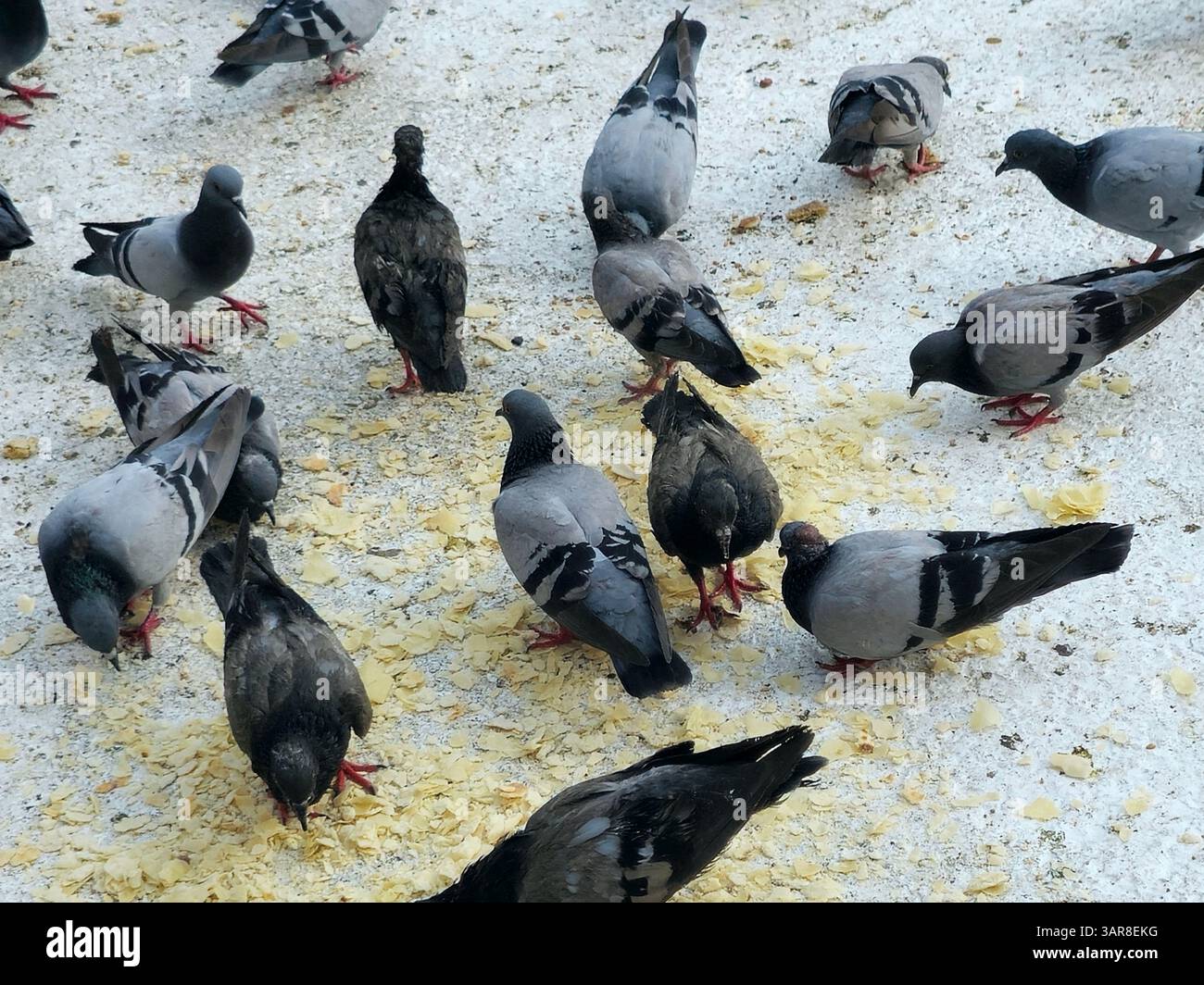 Makkah Pigeons, distinguished by the beauty of its shape, colors, long ...