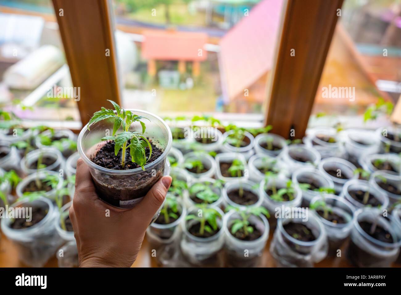 Small seedling pot in woman hand and young sprouts on a windowsill ...