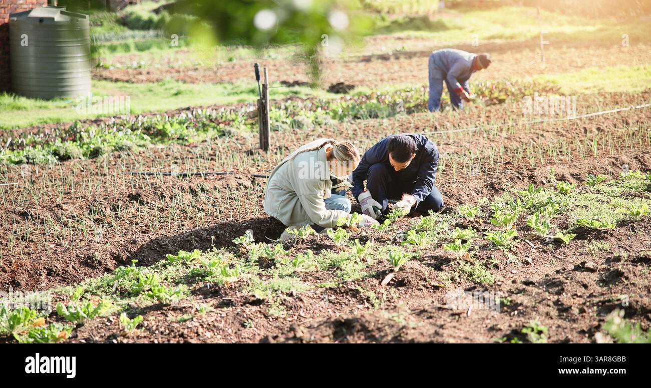 Business people, crops or farming with field for agriculture, natural ...