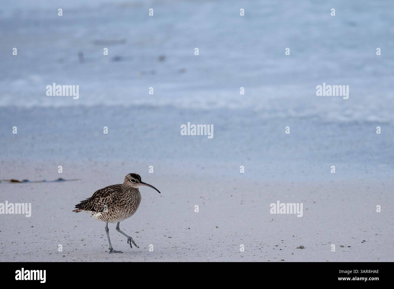 Common south african coastal bird hi-res stock photography and images ...