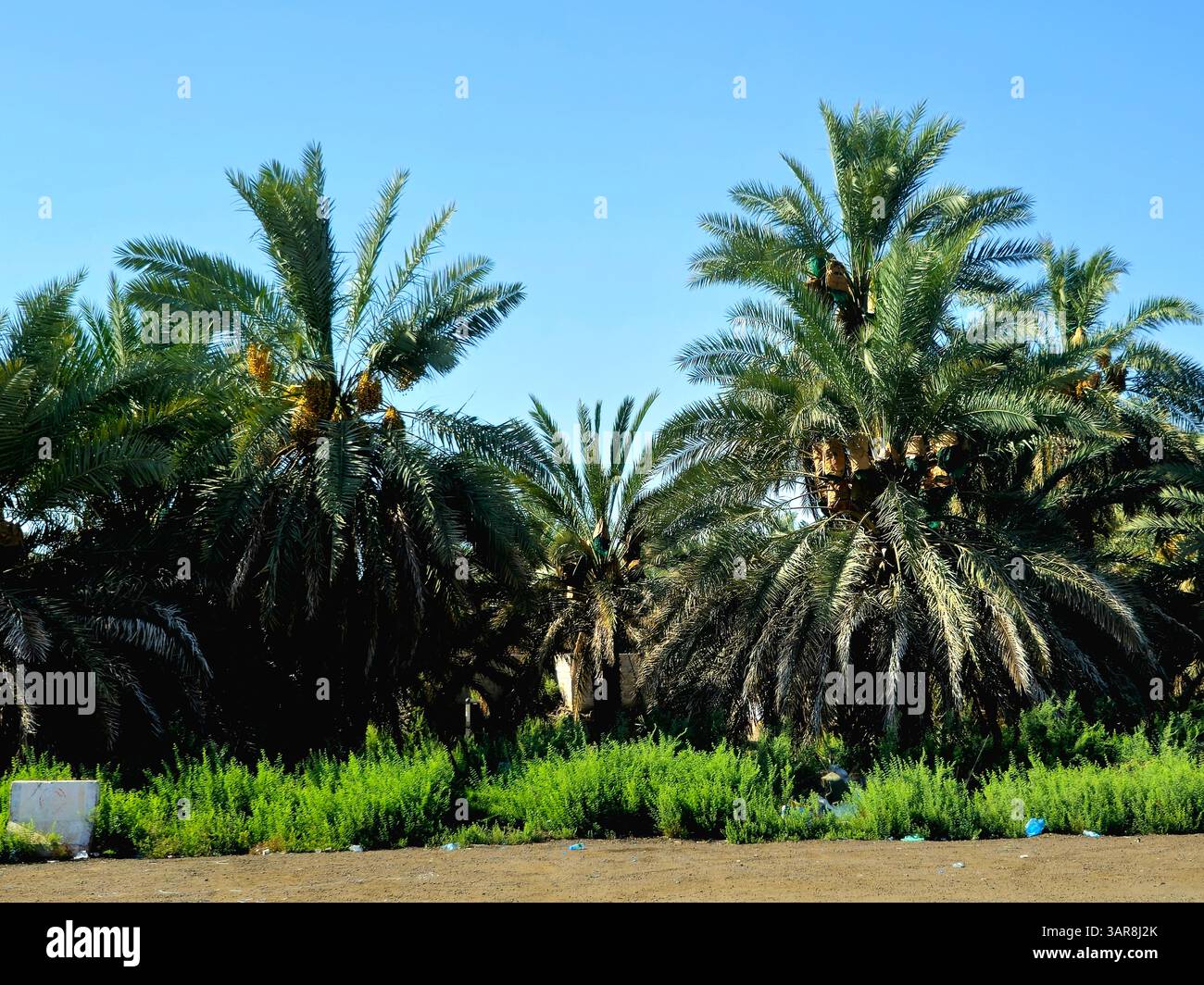 Madinah date palm trees near Quba mosque, Phoenix dactylifera a ...