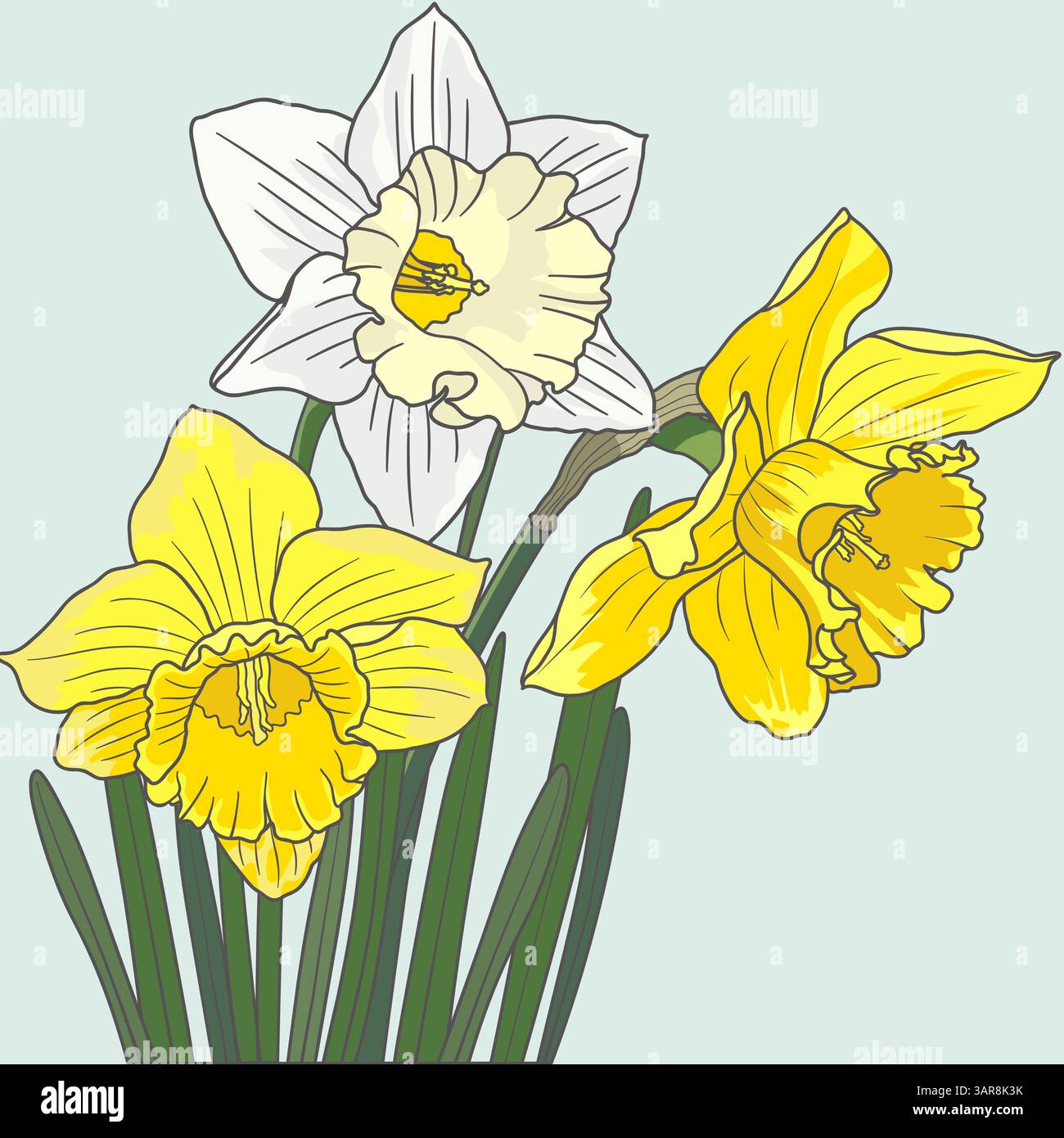 Daffodil leaf Stock Vector Images - Alamy