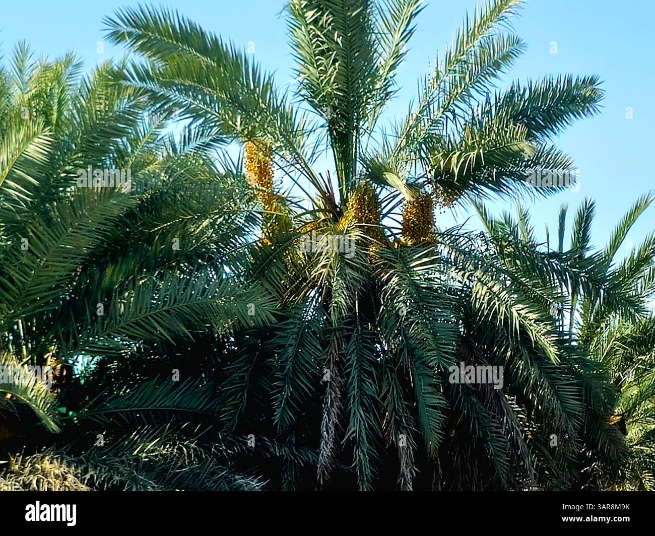Madinah date palm trees near Quba mosque, Phoenix dactylifera a ...