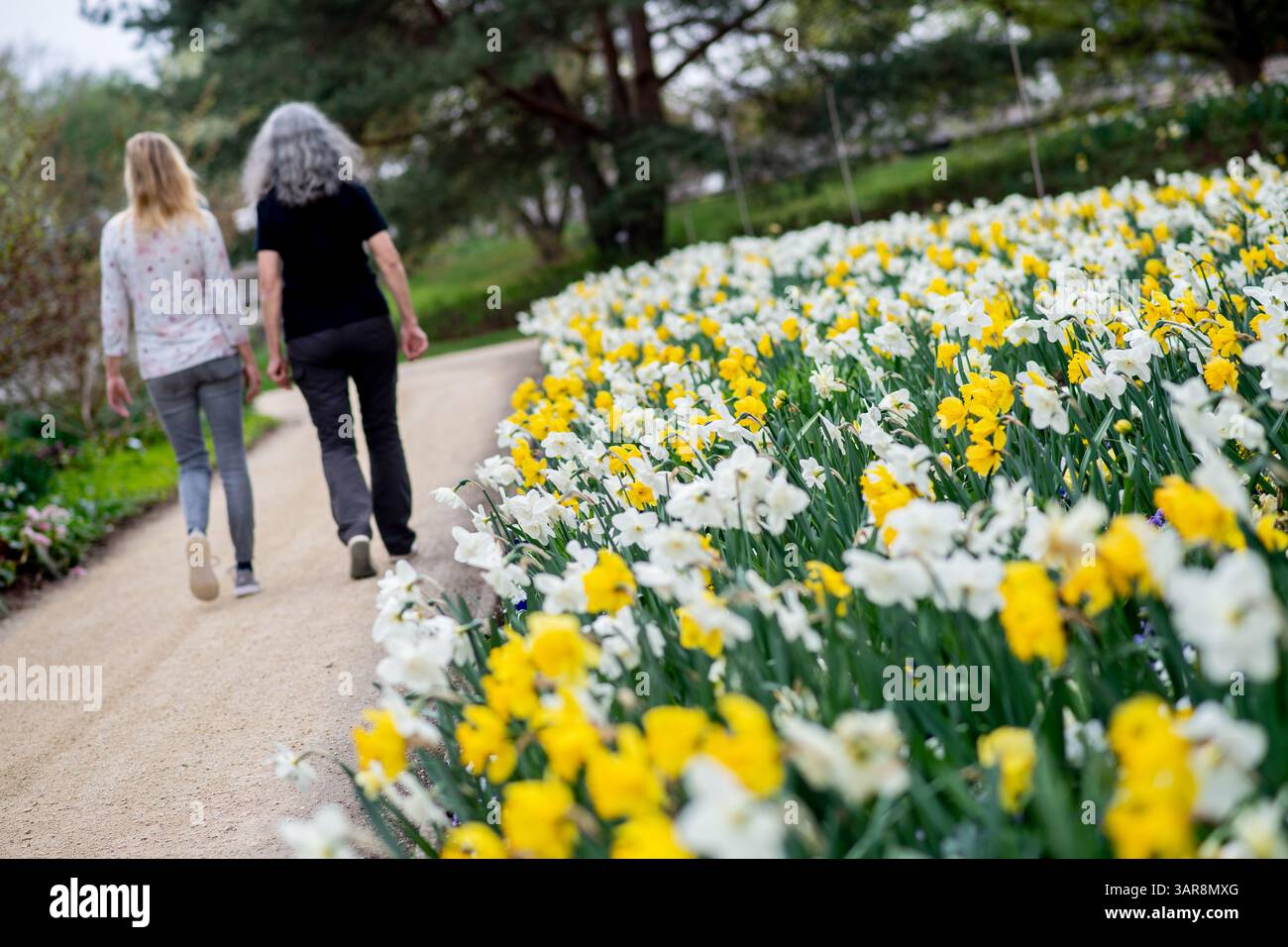 PRODUCTION - 16 April 2025, Lower Saxony, Bad Zwischenahn: Yellow and ...