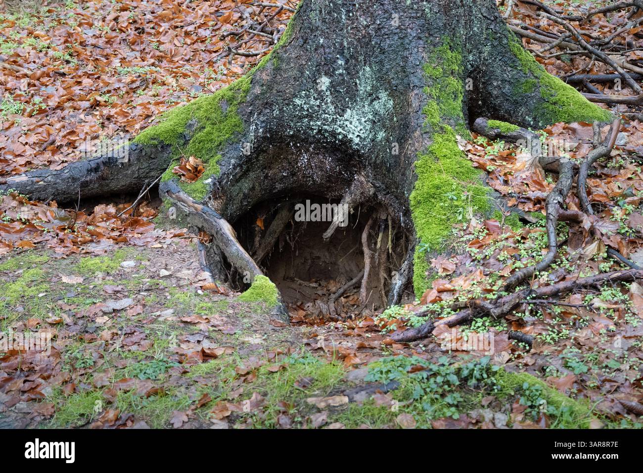 Den of a brown bear to hibernate. The animal dug a hole beneath a tree ...